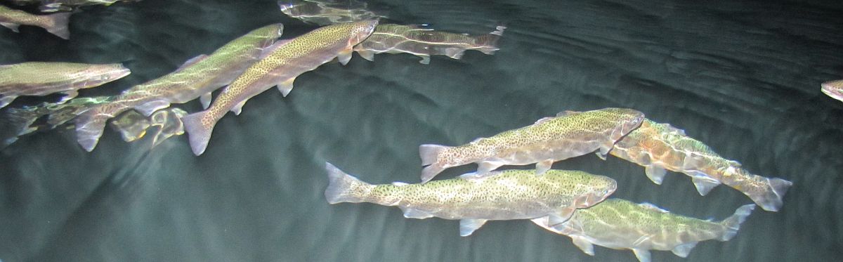 The Lost Sea - Ferie i USA